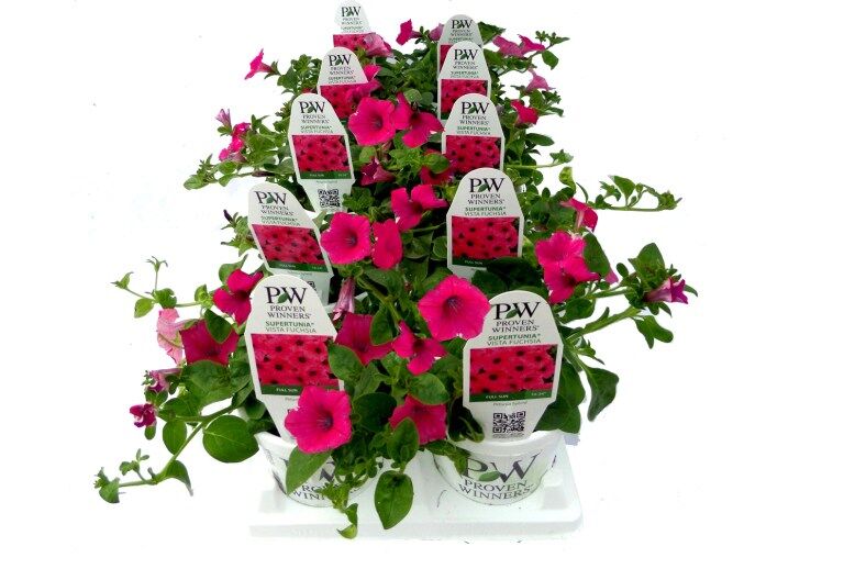 Proven Winners® | Wholesale Bedding Plants: Hybels, Inc.