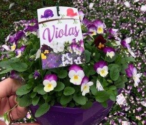 9″ Viola Color Bowl | Wholesale Bedding Plants: Hybels, Inc.